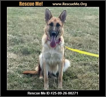 - Indiana German Shepherd Rescue - ADOPTIONS - Rescue Me!