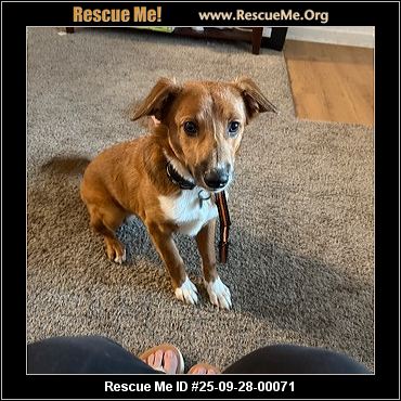 - Michigan Corgi Rescue - ADOPTIONS - Rescue Me!