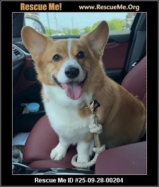 - Wisconsin Corgi Rescue - ADOPTIONS - Rescue Me!