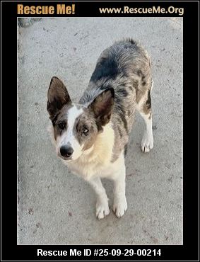 - Missouri Border Collie Rescue - ADOPTIONS - Rescue Me!
