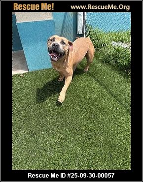 - Wills Way Dog Rescue - Boca Raton, FL - AVAILABLE PETS