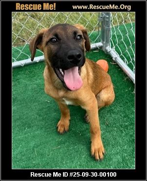 - Texas Mutt Rescue - ADOPTIONS - Rescue Me!