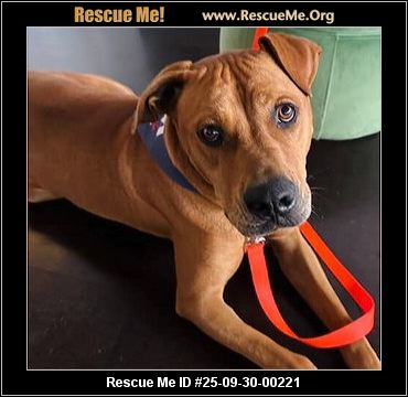 - California Rhodesian Ridgeback Rescue - ADOPTIONS - Rescue Me!