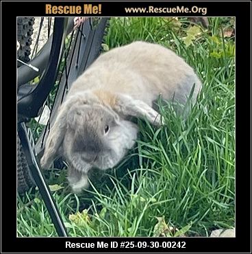 - Massachusetts Rabbit Rescue - ADOPTIONS - Rescue Me!