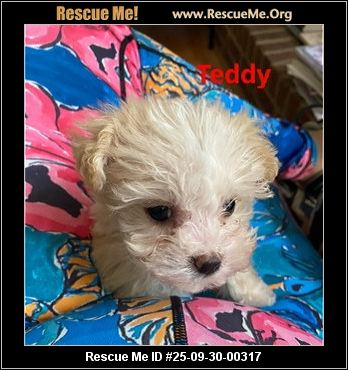 - North Carolina Maltese Rescue - ADOPTIONS - Rescue Me!