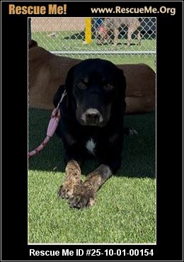 - Wills Way Dog Rescue - Boca Raton, FL - AVAILABLE PETS