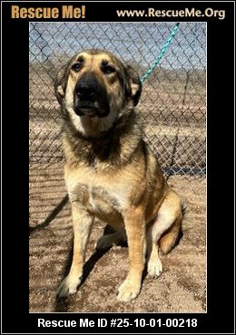 - New Mexico Dog Rescue - ADOPTIONS - Rescue Me!