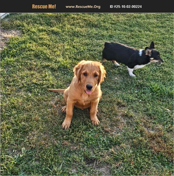 ADOPT 25100200224 ~ Golden Retriever Rescue ~ Denver, IN
