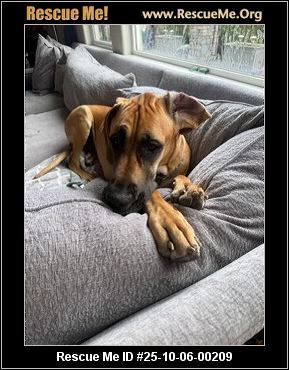 - Colorado Great Dane Rescue - ADOPTIONS - Rescue Me!