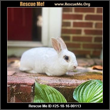 - Illinois Rabbit Rescue - ADOPTIONS - Rescue Me!
