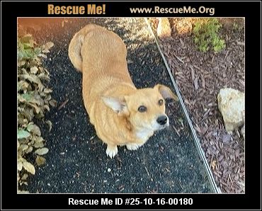 - Colorado Corgi Rescue - ADOPTIONS - Rescue Me!