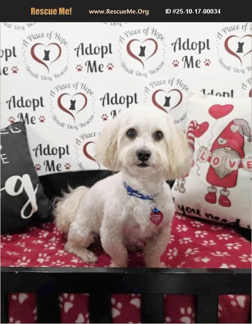 ADOPT 25101700034 ~ Maltese Rescue ~ Pensacola, FL