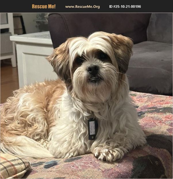 ADOPT 25102100196 ~ Lhasa Apso Rescue ~ WARWICK, RI