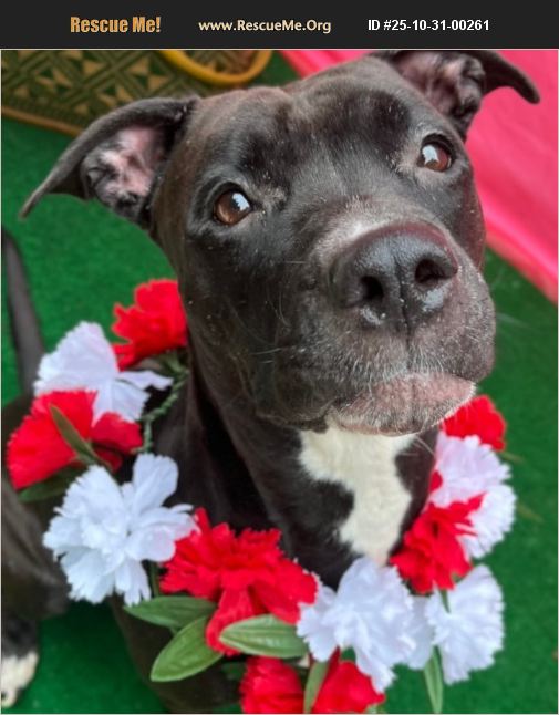 ADOPT 25103100261 ~ American Staffordshire Terrier Rescue ~ Charlotte, NC