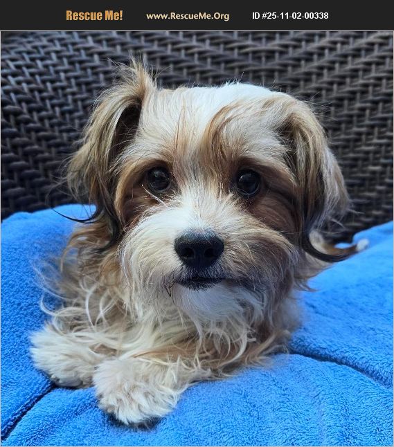 ADOPT 25110200338 ~ Havanese Rescue ~ Albuquerque, NM