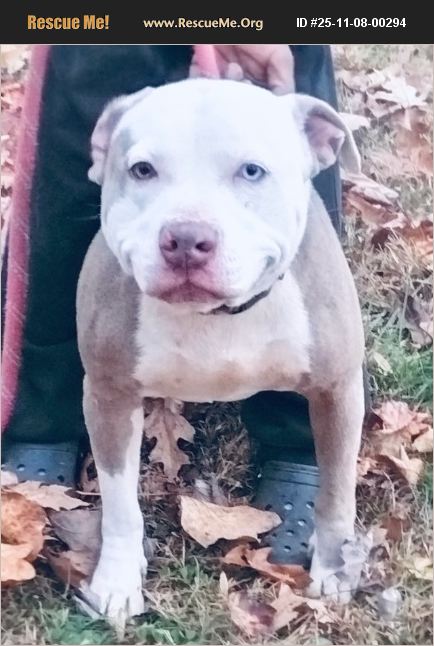 ADOPT 25110800294 ~ Pit Bull Rescue ~ Hartford, PA