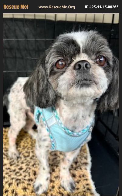 ADOPT 25111500263 ~ Shih Tzu Rescue ~ Raleigh, NC