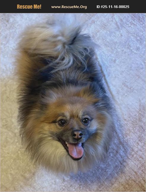 ADOPT 25111600025 ~ Pomeranian Rescue ~ Northampton County, PA