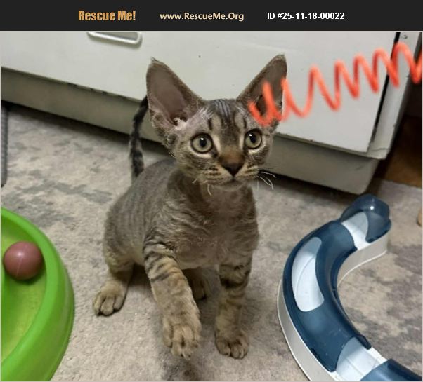 ADOPT 25111800022 ~ Devon Rex Rescue ~ Los Angeles, CA