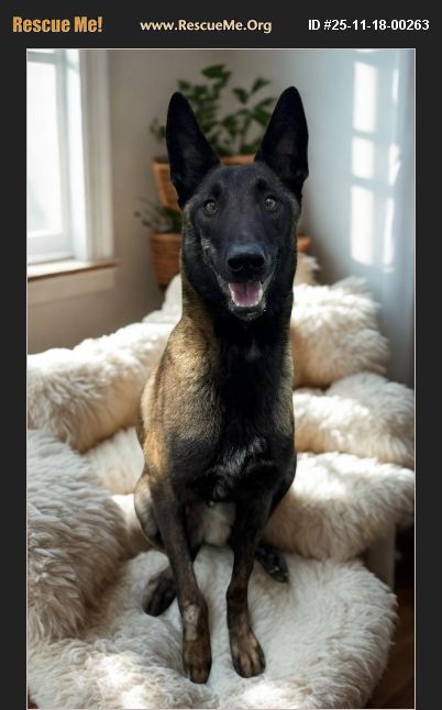 ADOPT 25111800263 ~ Belgian Malinois Rescue ~ Meridian, ID