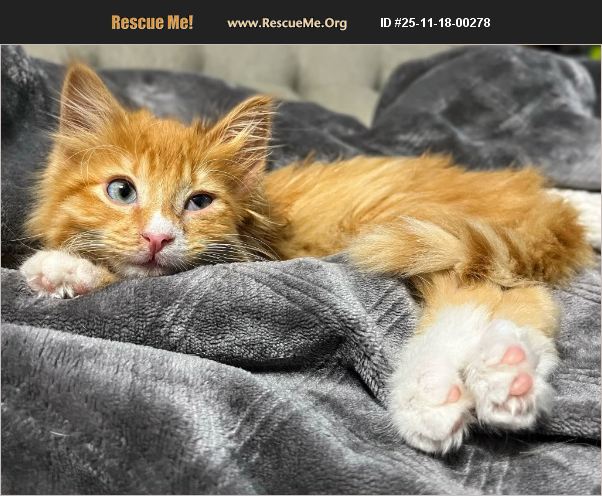 ADOPT 25111800278 ~ Domestic Cat Rescue ~ Minot, ND