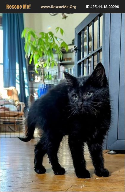 ADOPT 25111800296 ~ Domestic Cat Rescue ~ Minot, ND