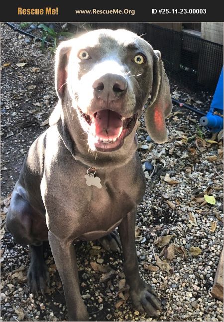 ADOPT 25112300003 ~ Weimaraner Rescue ~ Perris, CA