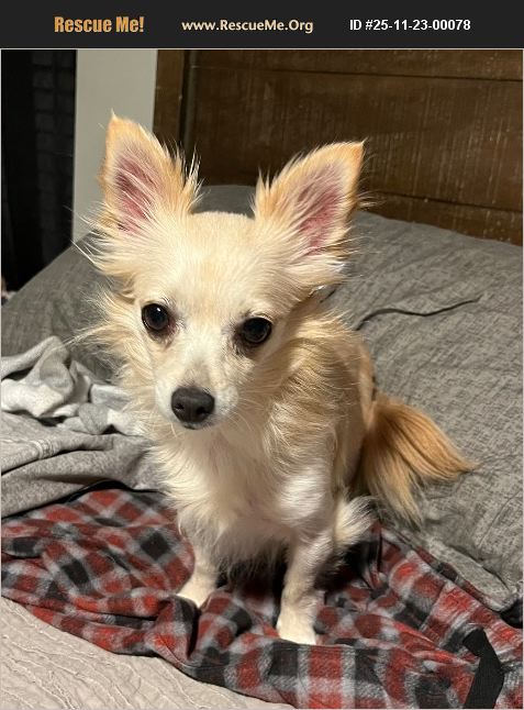 ADOPT 25112300078 ~ Chihuahua Rescue ~ Longwood, FL