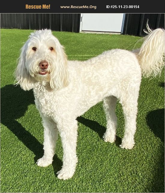 ADOPT 25112300154 ~ Lab Rescue ~ Lisbon, IA