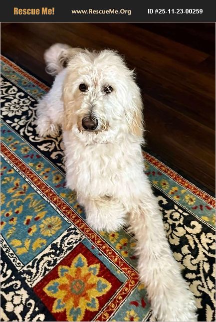 ADOPT 25112300259 ~ Golden Retriever Rescue ~ Chatham, NJ