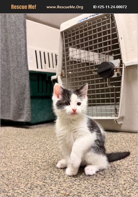ADOPT 25112400072 ~ Domestic Cat Rescue ~ Pingree Grove , IL