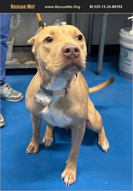 ADOPT 25112400154 ~ American Staffordshire Terrier Rescue ~ Danville, IL