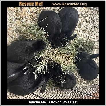 - Virginia Rabbit Rescue - ADOPTIONS - Rescue Me!