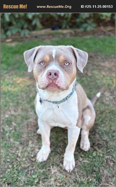 ADOPT 25112500153 ~ Pit Bull Rescue ~ Howell, NJ