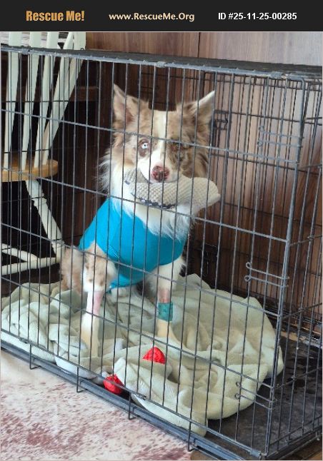 ADOPT 25112500285 ~ Australian Shepherd Rescue ~ Estancia, NM