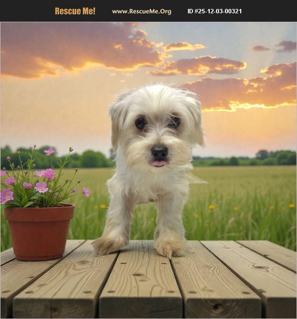 ADOPT 25120300321 ~ Maltese Rescue ~ Wauchula, FL