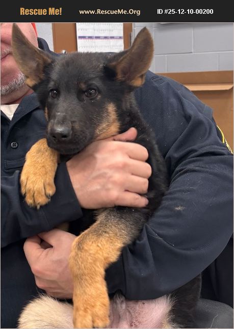 Michigan German Shepherd Rescue