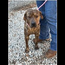 plott hound rescue