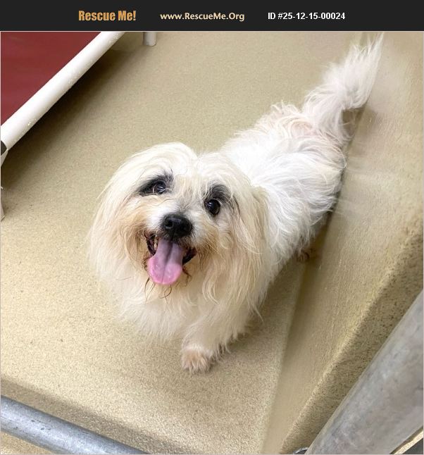 ADOPT 25121500024 ~ Maltese Rescue ~ Monroe, GA