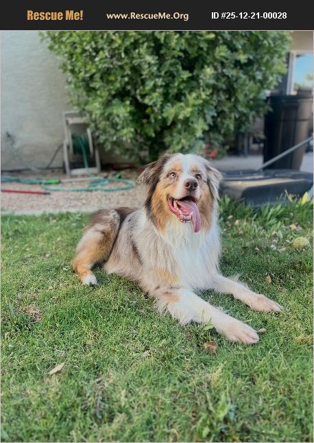 ADOPT 25122100028 ~ Australian Shepherd Rescue ~ Oro Valley, AZ