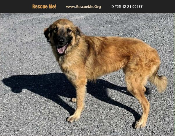 ADOPT 25122100177 ~ Chow Chow Rescue ~ East Windsor, NJ