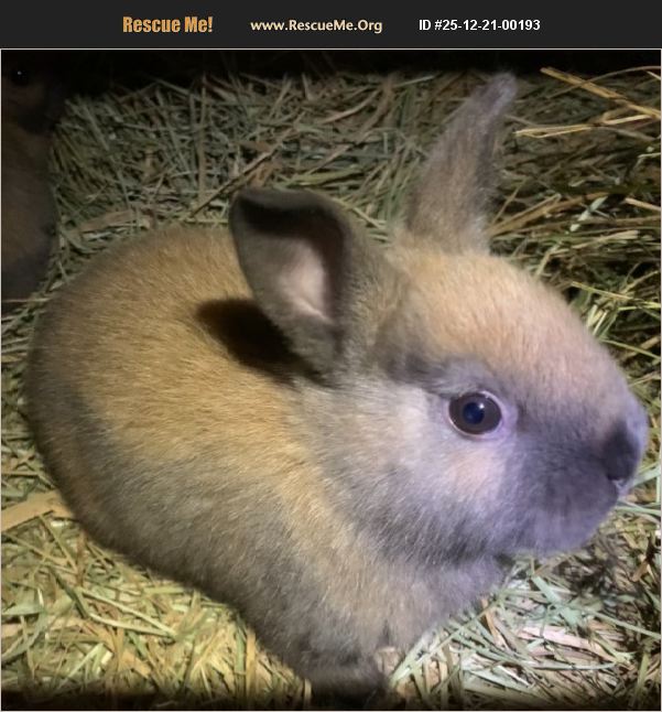 ADOPT 25122100193 ~ Rabbit Rescue ~ Loveland, OH