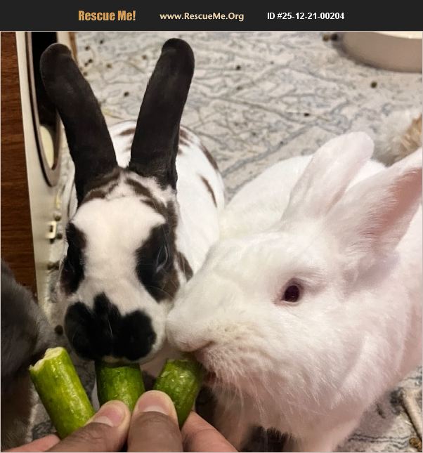 ADOPT 25122100204 ~ Rabbit Rescue ~ Chicago, IL