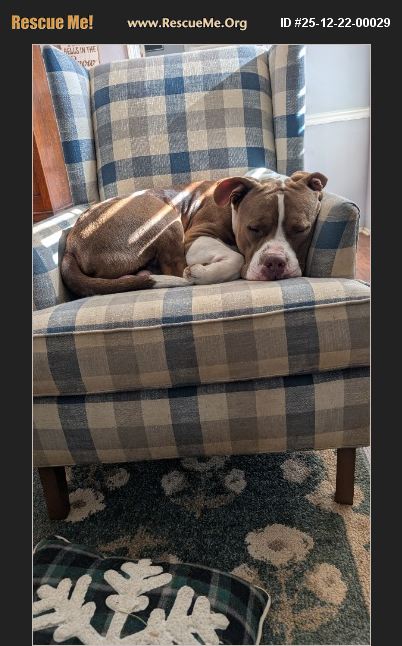 ADOPT 25122200029 ~ Staffordshire Bull Terrier Rescue ~ Belton, SC