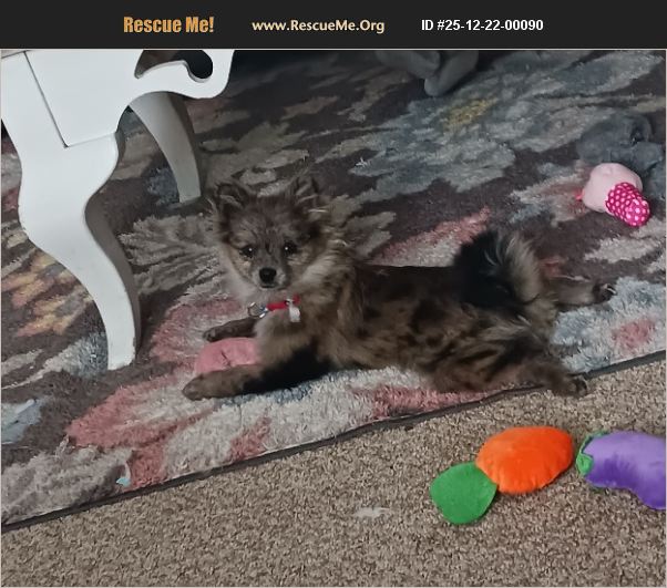 ADOPT 25122200090 ~ Pomeranian Rescue ~ Elkhart, IN