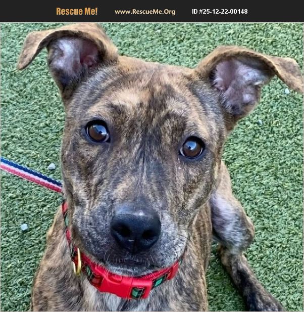 ADOPT 25122200148 ~ Plott Rescue ~ Fayetteville, NC