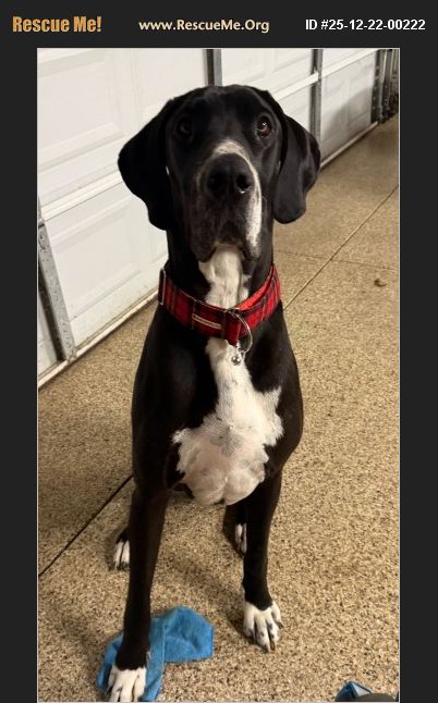 ADOPT 25122200222 ~ Great Dane Rescue ~ Liberty Center, OH