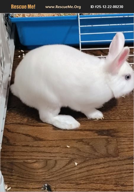 ADOPT 25122200230 ~ Rabbit Rescue ~ Chicago, IL