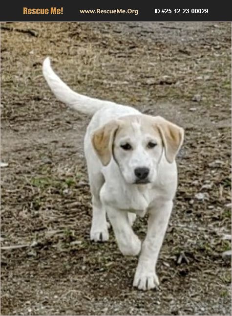 ADOPT 25122300029 ~ Great Pyrenees Rescue ~ Clinton, TN