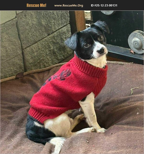 ADOPT 25122300131 ~ Chihuahua Rescue ~ Grants Pass, OR